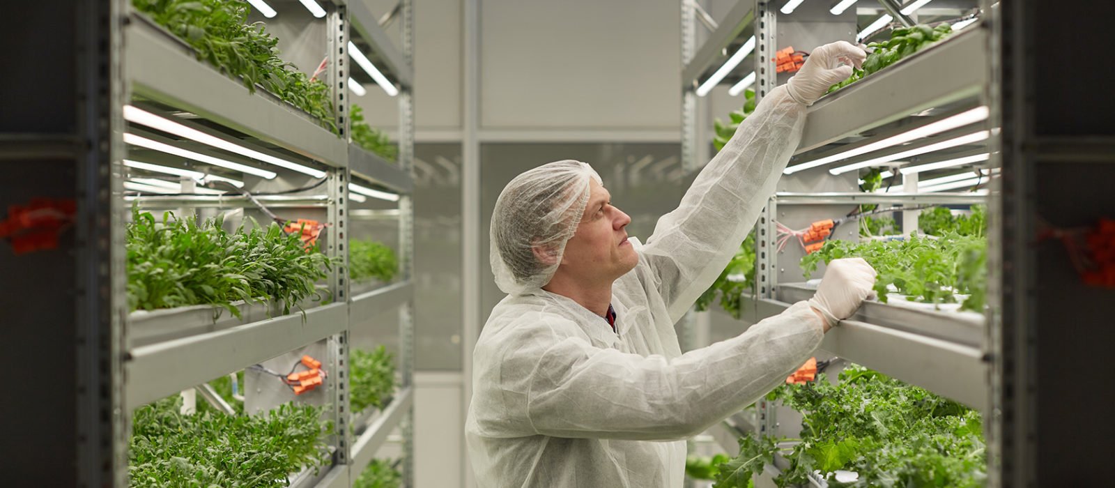 Russia-based iFarm secures $1 million to take its urban farming ...