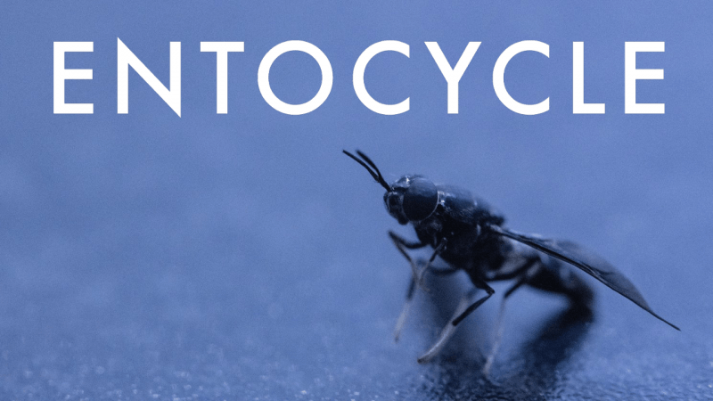 No fly in the ointment here as Entocycle raises $5 million - Tech.eu
