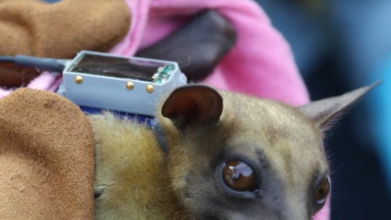 IoT of Animals: spacetech meets wildlife conservation with TALOS - Tech.eu